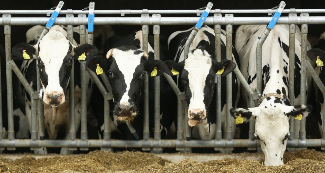H5N1 bird flu in cows' milk may reduce antiviral effectiveness