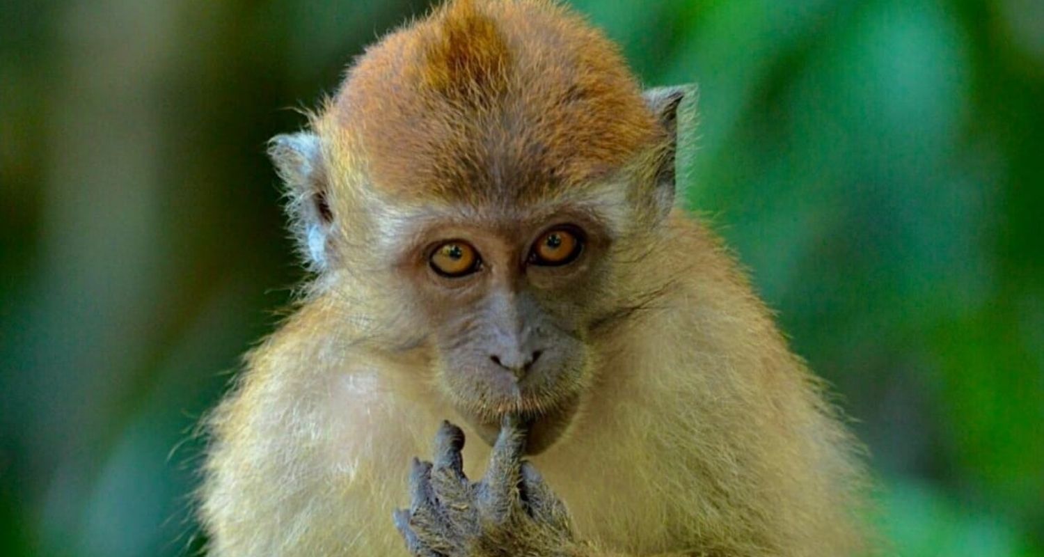 Tracking the primate eye: How social knowledge shapes language