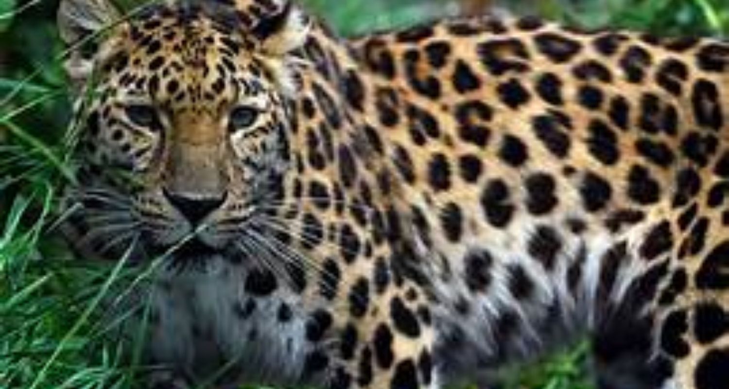 A leopard that had been terrorising Gajald village in Pauri district ...
