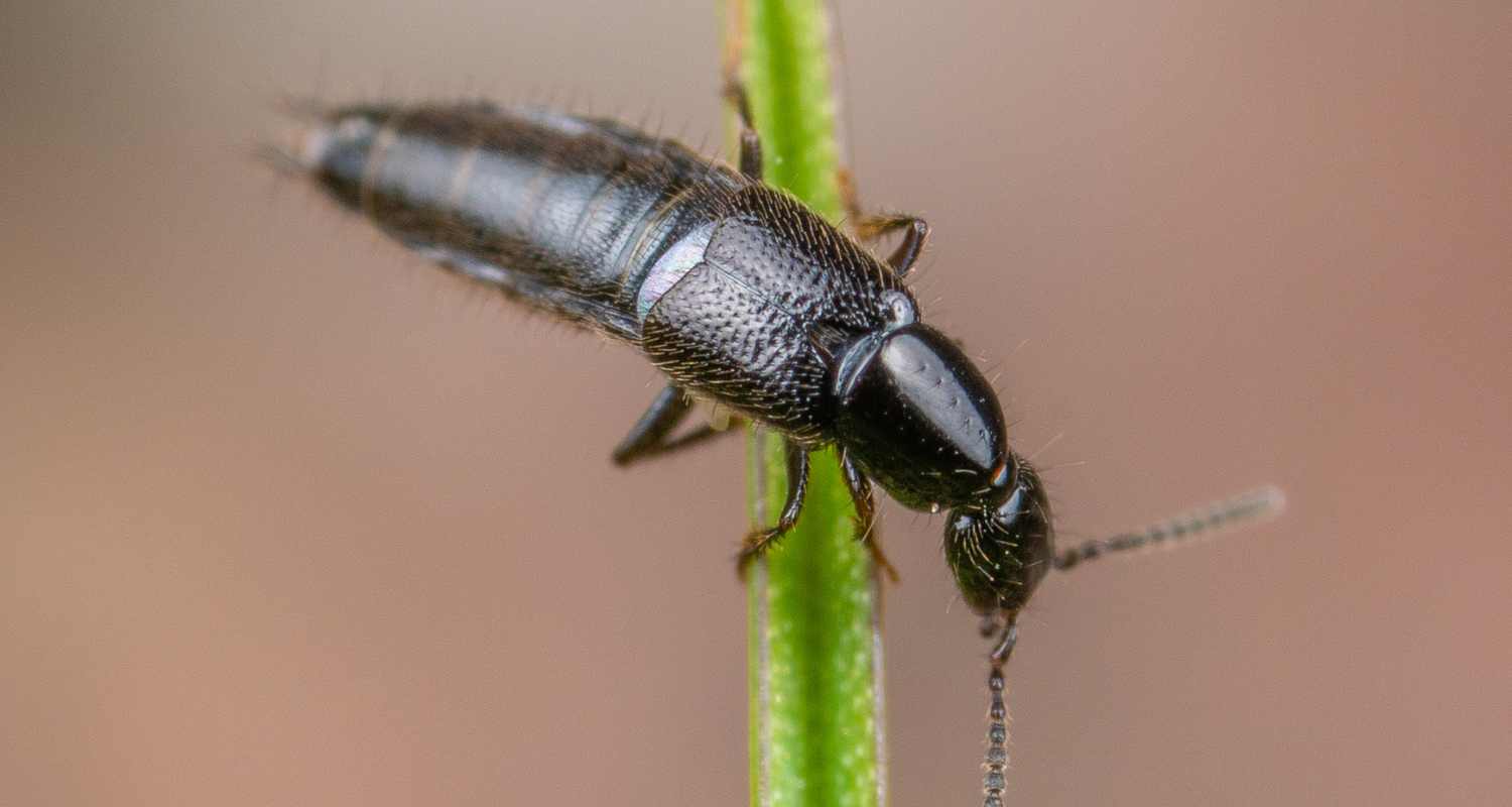 New Rove Beetle species discovered in Arunachal Pradesh
