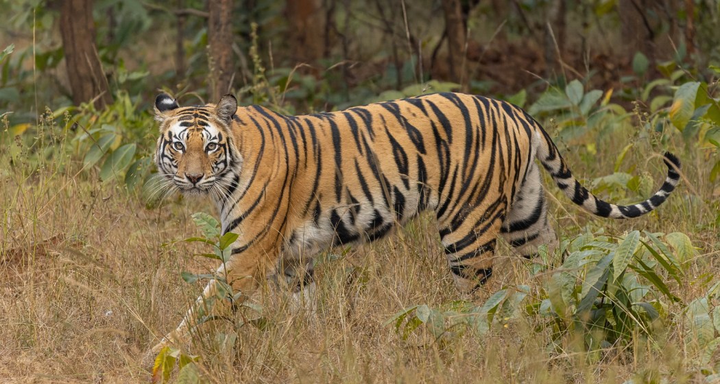 Tiger carcass found in Kaziranga, fifth big cat death this year