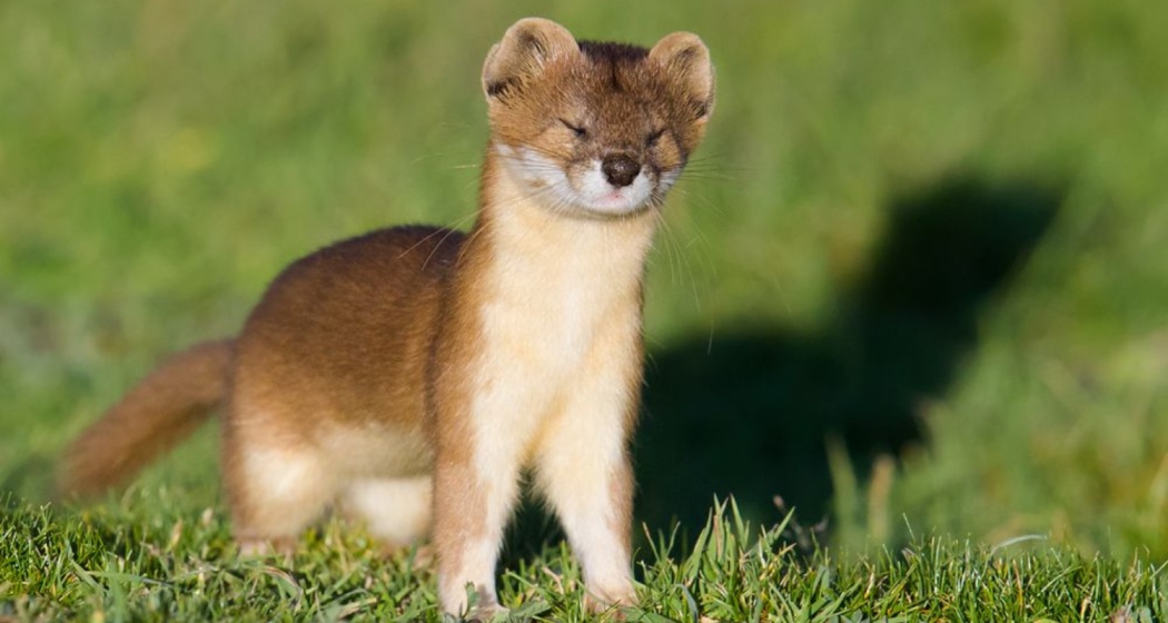 Uttarakhand forest department reveals insights from first weasel study