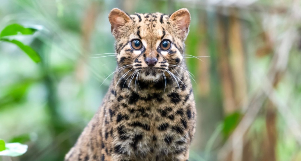 India, Nepal, Bhutan join forces to protect small wild cats